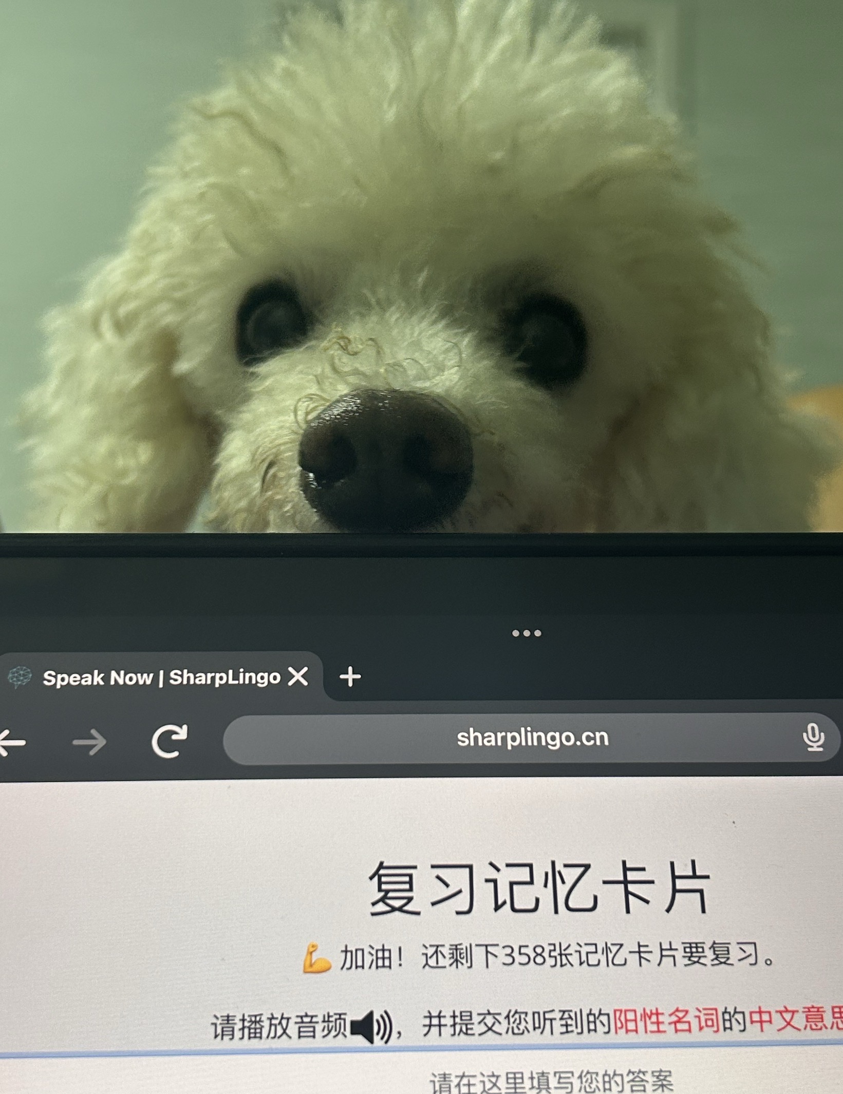 Speak Now | SharpLingo